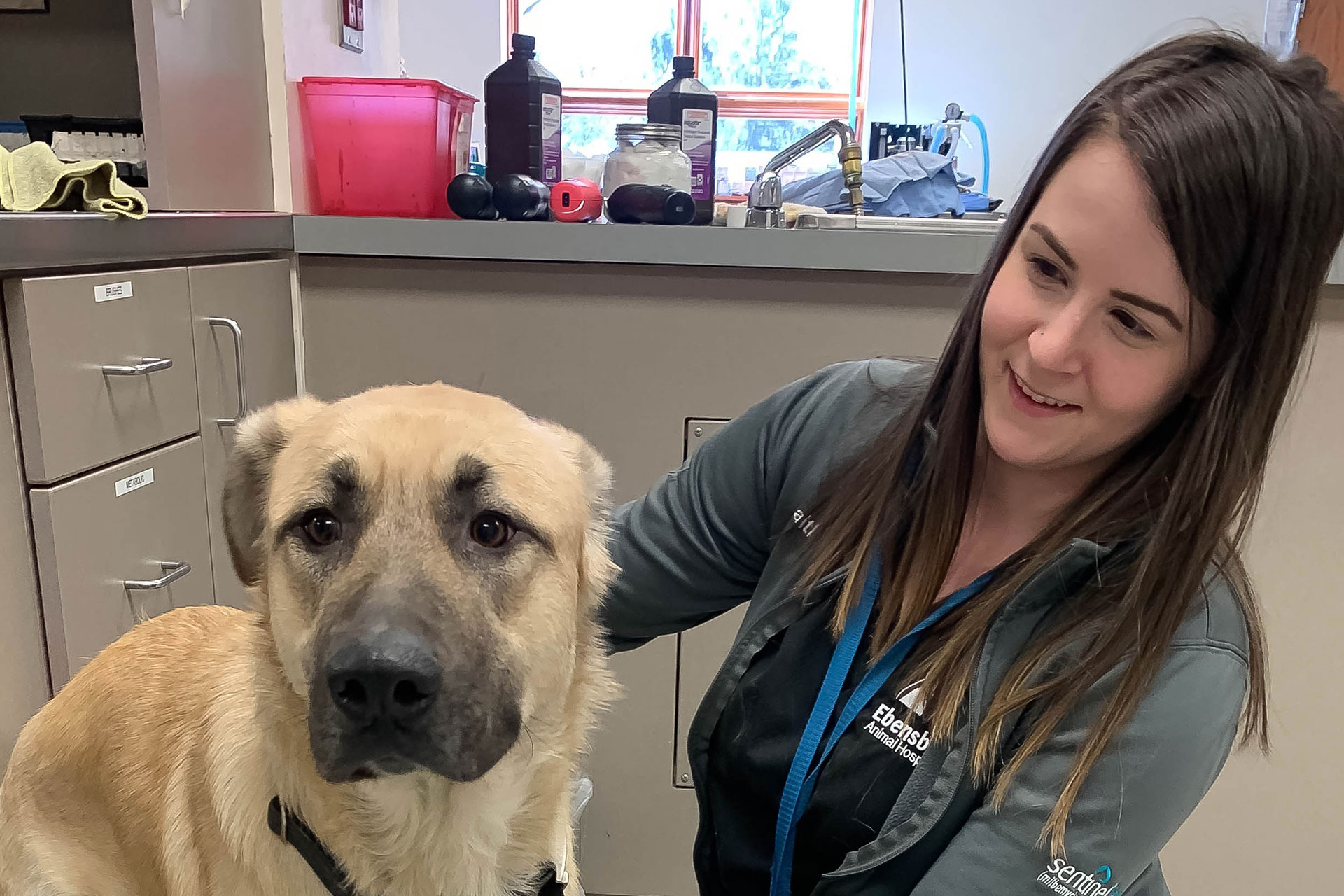 Pain Management - Vet in Ebensburg | Ebensburg Animal Hospital