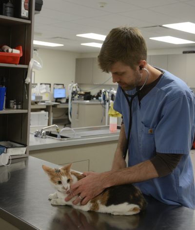 Wellness & Prevention - Vet in Ebensburg | Ebensburg Animal Hospital